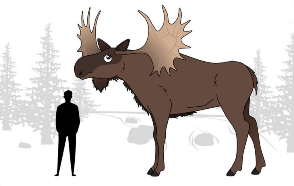 Moose Compared to Human Size Comparison Moose Compared to Human Size Comparison